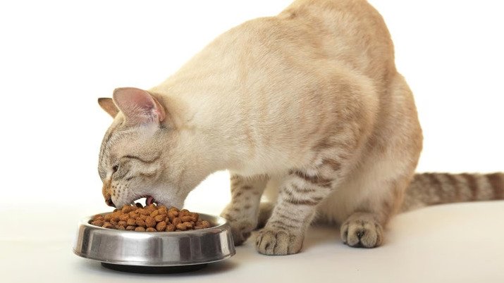 Panduan Memilih Tempat Makan Kucing yang Aman dan Nyaman untuk Si Manis ...